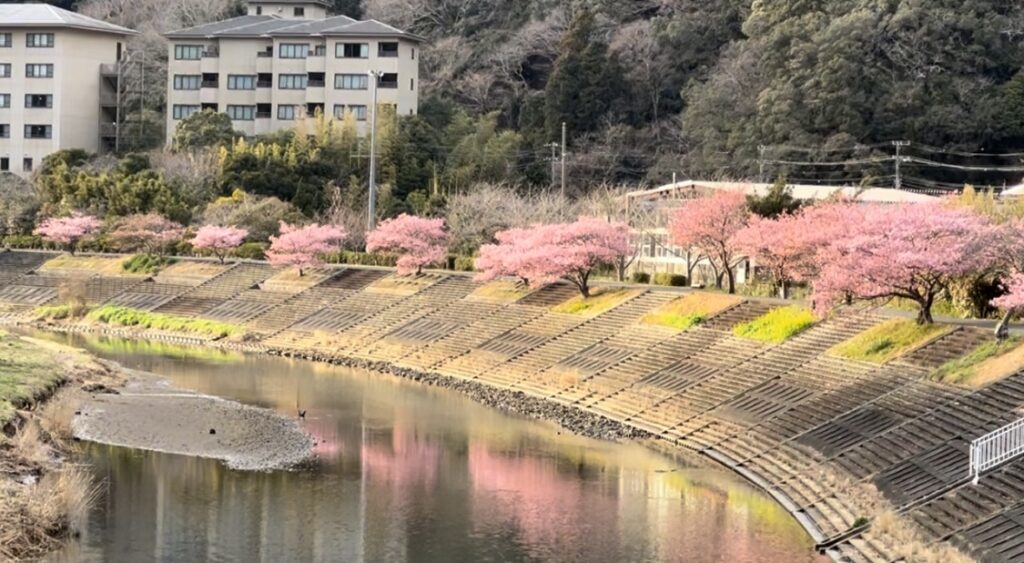 How to enjoy spring in February , Minami(South )IZU town!