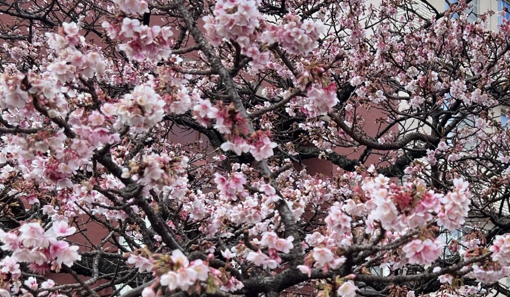 The earliest cherry blossom festival in Japan from 7th January!