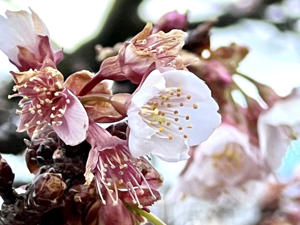 The earliest cherry blossom festival in Japan from 7th January!