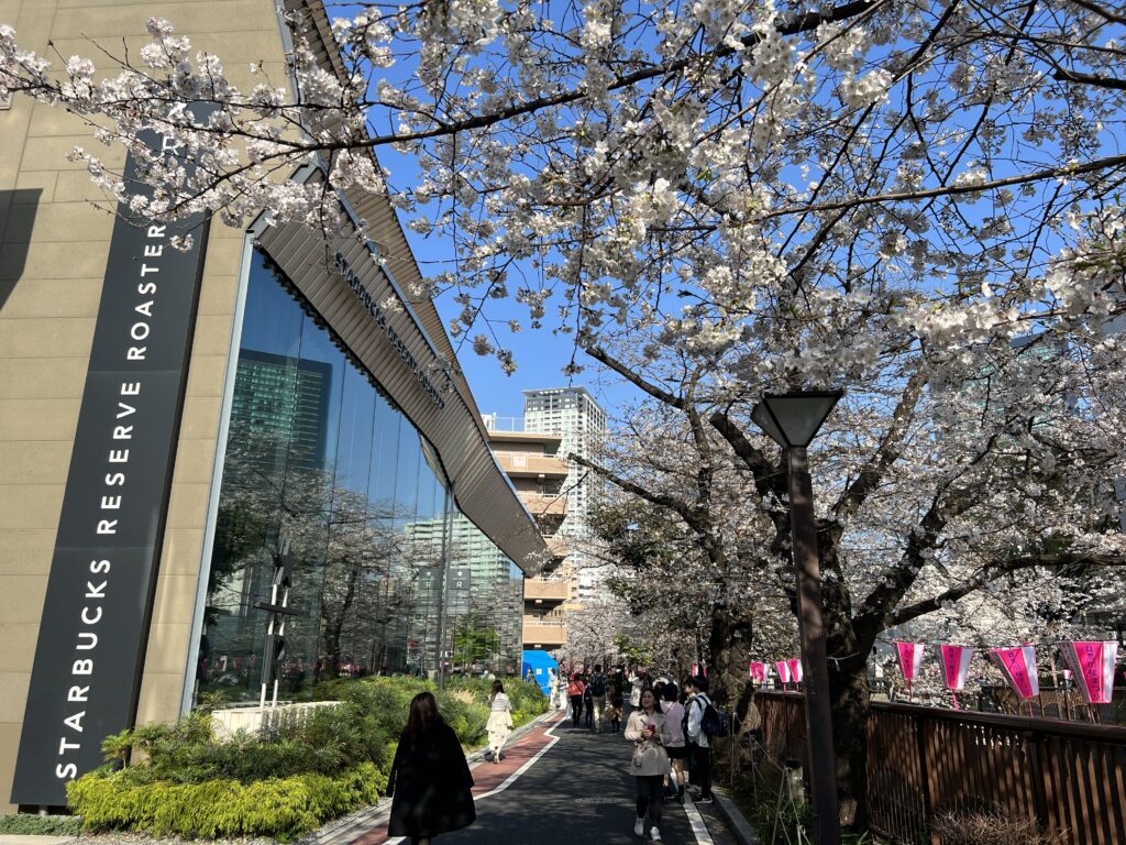 Cherry blossoms and Starbucks Reserve Roastery Tokyo