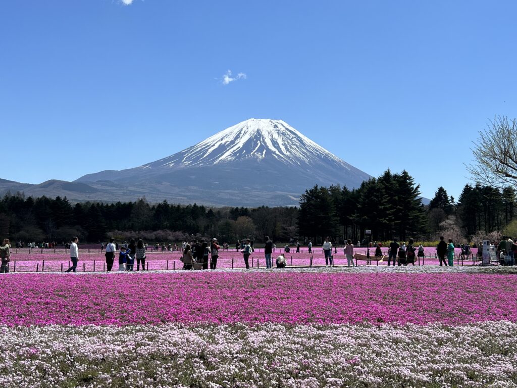 Cherry blossoms, Mt.Fuji, Shibazakura( moss pink) ,Shirsito waterfall ...