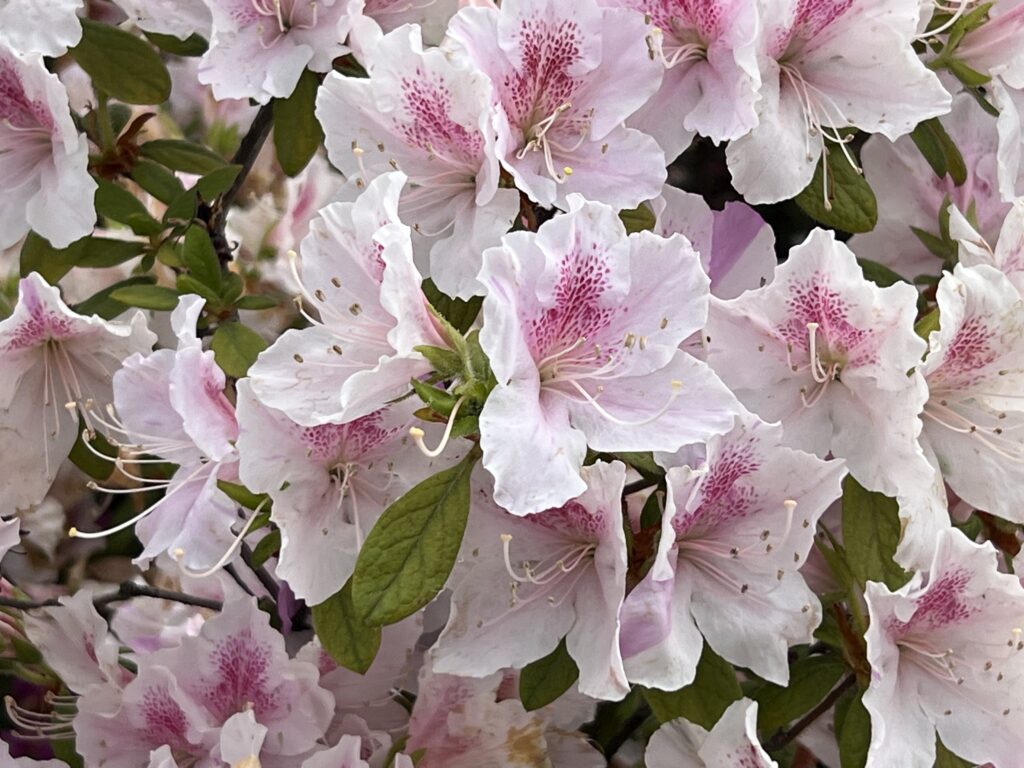 Azalea festival,Carp streamers, local Udon and Japanese raccoon temple ...