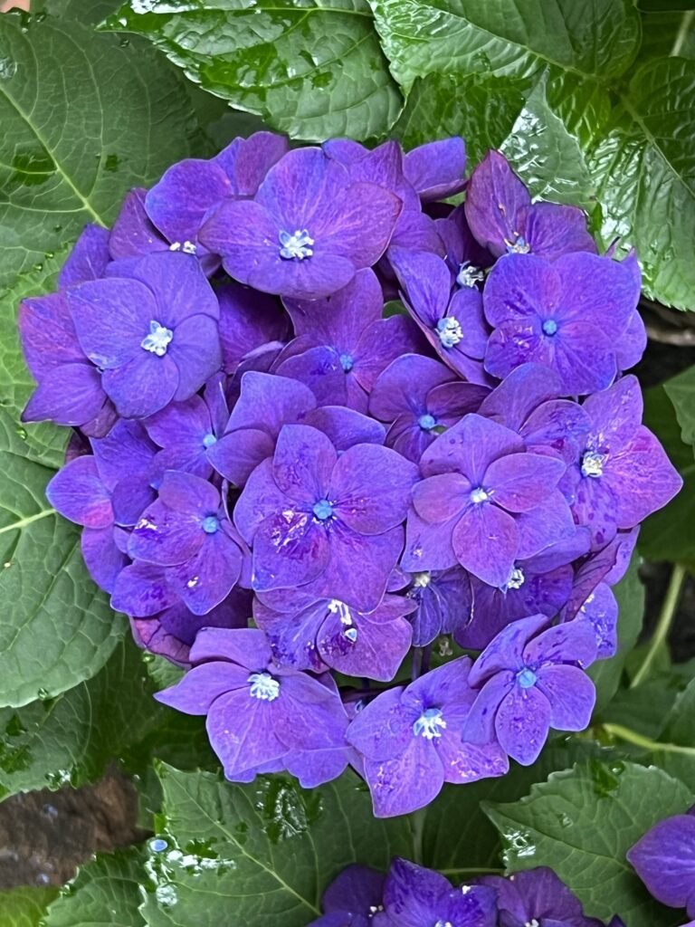 How to enjoy the rainy season in Japan,Hydrangeas heaven, Hase temple ...