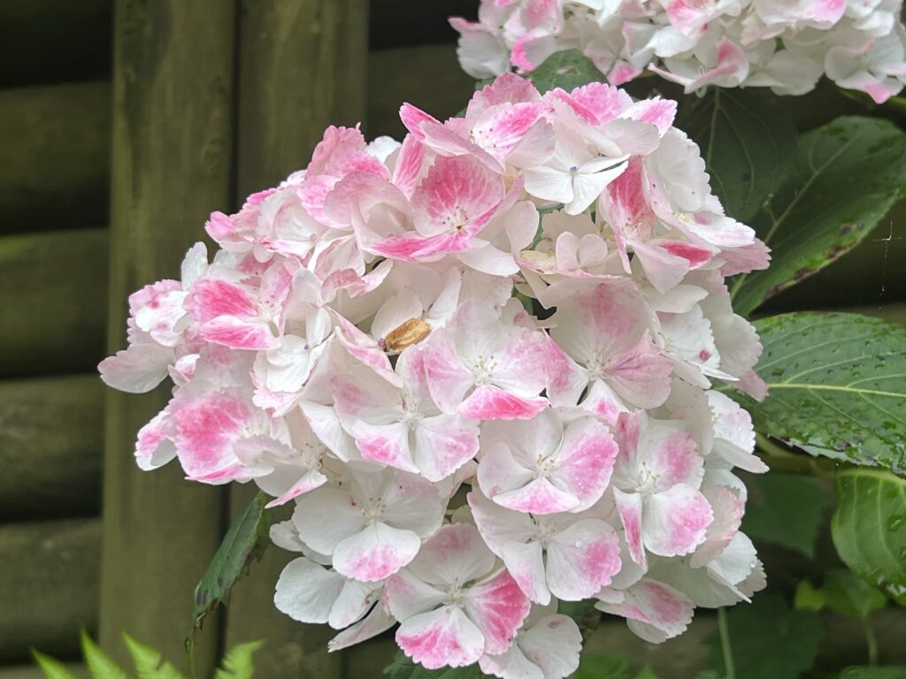 How to enjoy the rainy season , Jojuin temple , Hydrangeas and the ...