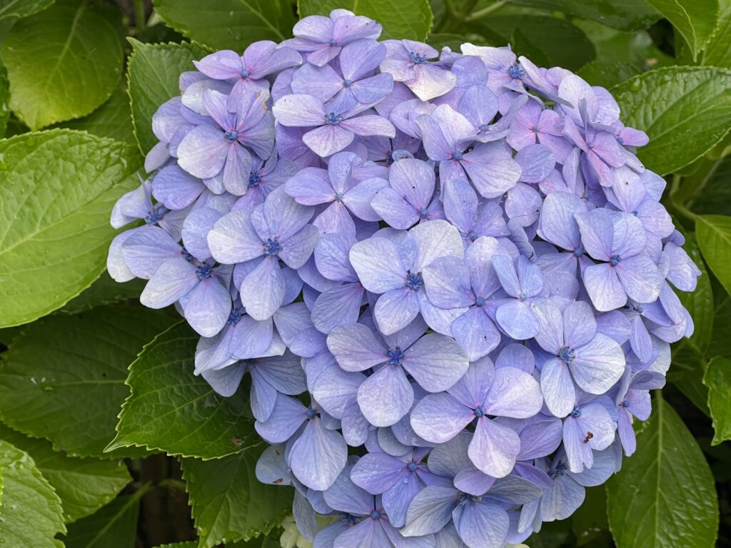 How to enjoy the rainy season , Jojuin temple , Hydrangeas and the ...