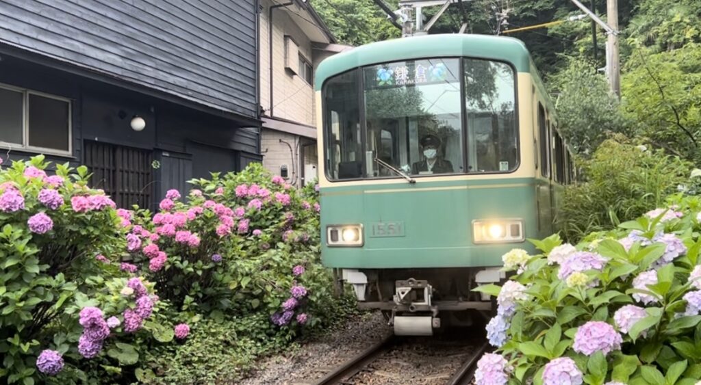 How to enjoy the rainy season , Enoden train, Goryo shrine and hydrangeas!!