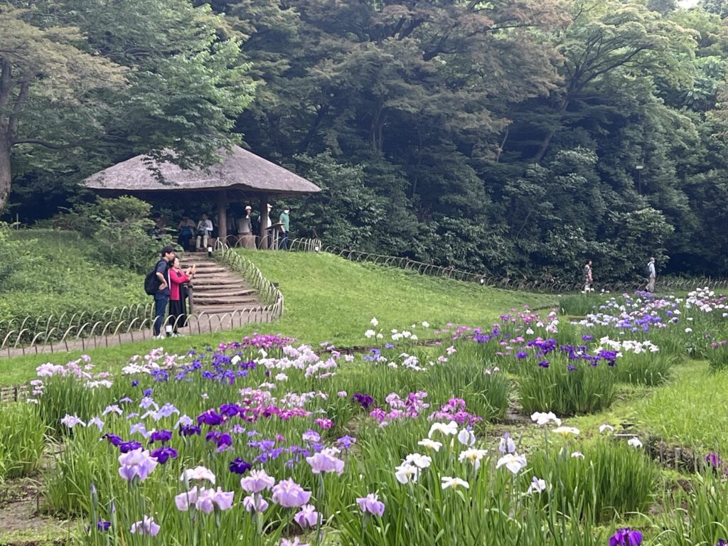 Tokyo 1-Day walking Tour! Meiji Shrine, Naien(inner garden),Anakuma ...