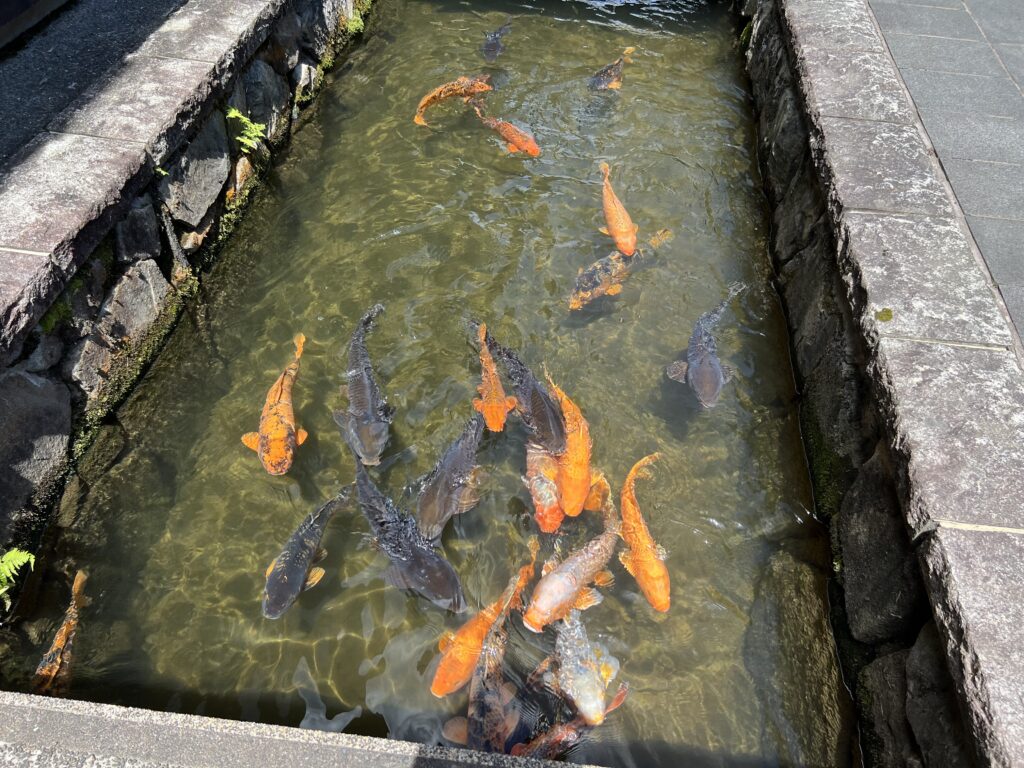 Koi fish are swimming in the town river , Hida Furukawa!!