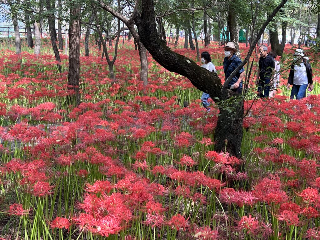 Kinchakuda Manjushage ( red spider lilies)Festival!!