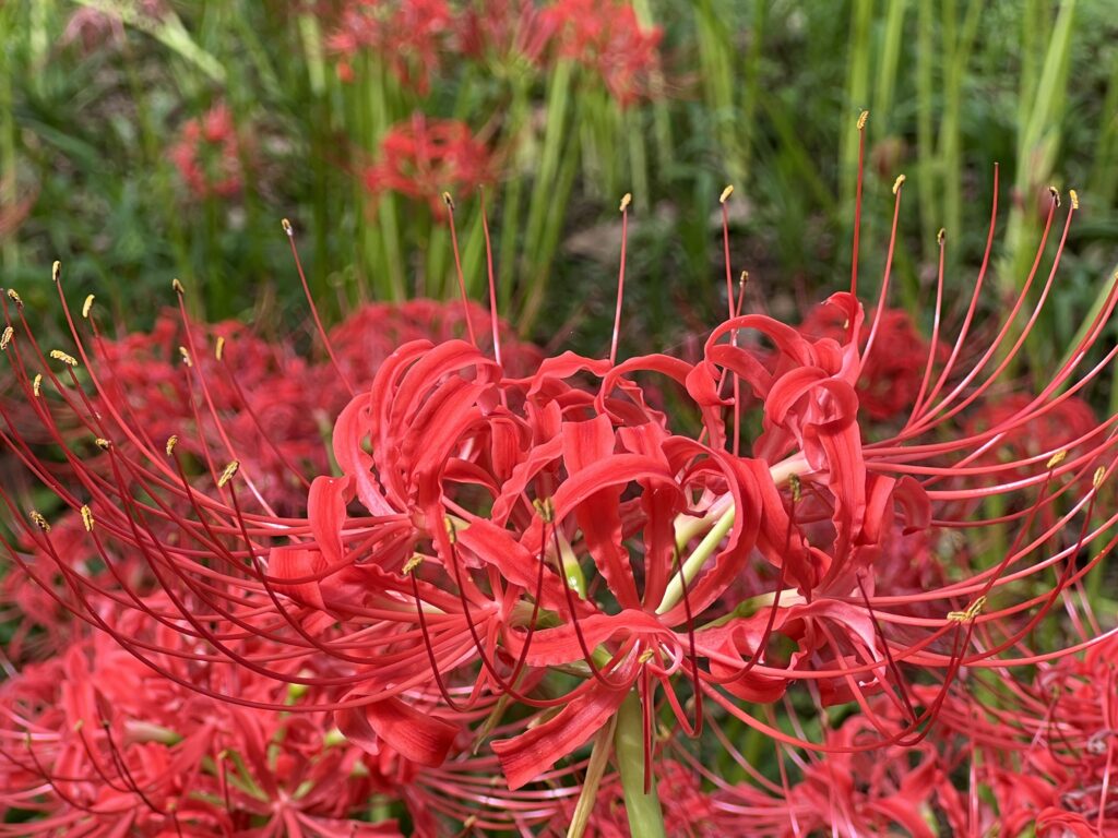 Kinchakuda Manjushage ( red spider lilies)Festival!!