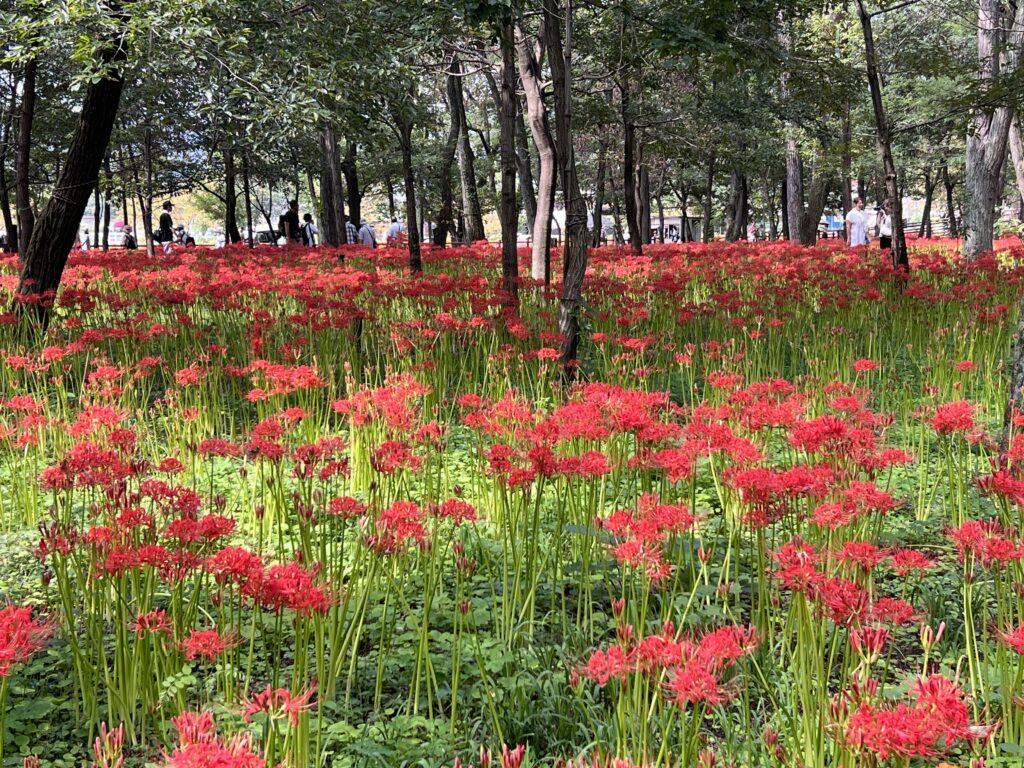 Kinchakuda Manjushage ( red spider lilies)Festival!!