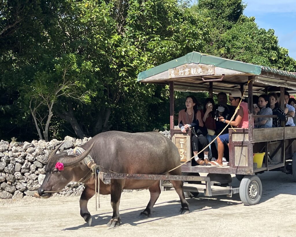 A Taste of Old Okinawa on a Buffalo Cart in Taketomi island!!