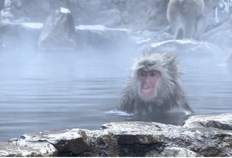 How to enjoy Snow monkey park(Jigokudani Yaen-koen)!!!