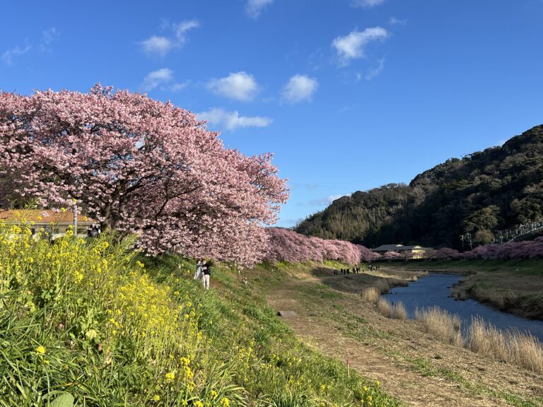 Why don’t you enjoy Minami Izu Cherry Blossom and Canola Blossom ...