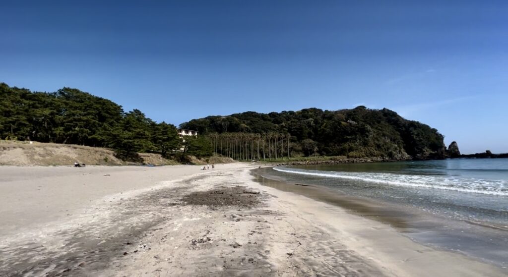 Why don’t you enjoy Minami Izu Cherry Blossom and Canola Blossom ...