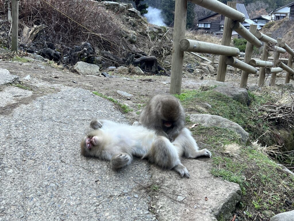 How to enjoy Snow monkey park(Jigokudani Yaen-koen)!!!