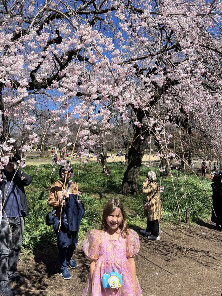 Tokyo Hanami ( cherry blossom viewing)tour, Golden Gai ( bar town ...