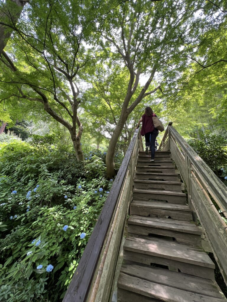 The best activity in rainy season of Japan, enjoy Meigetsuin Blue!!
