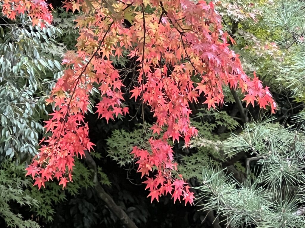 Kyoto tour, Yasaka 5 storied pagoda, Kyoto Starbucks, Kiyomizu temple ...